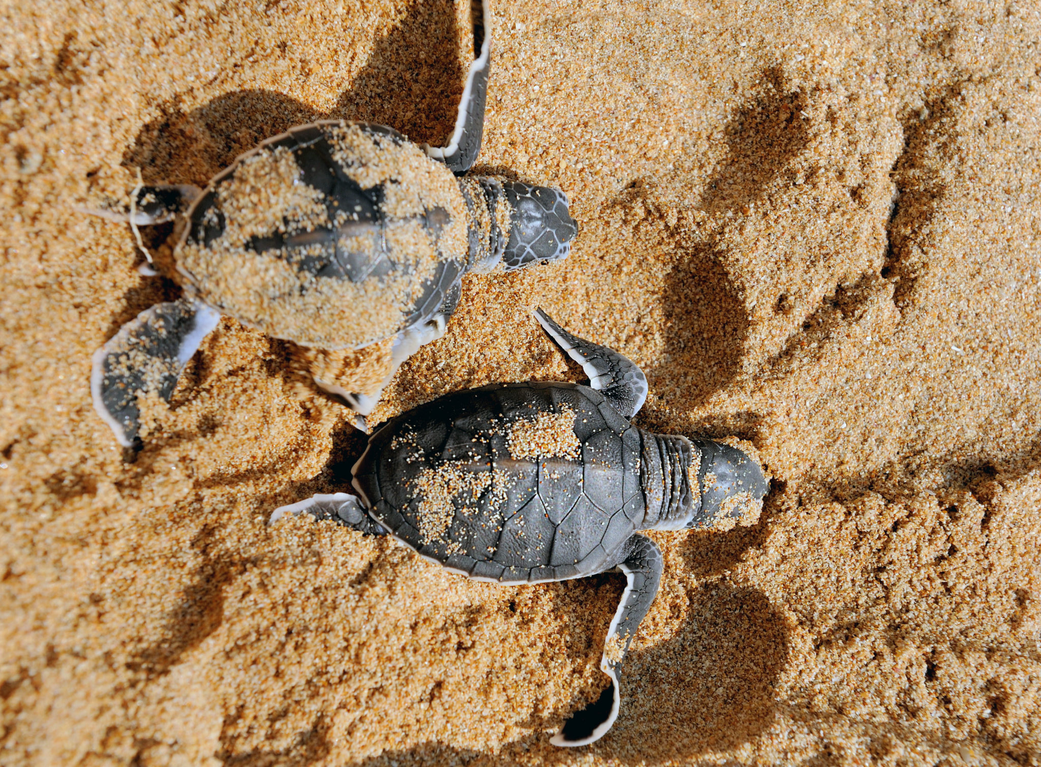 Guiding Light: Turtle-Safe Amber LED Outdoor Lighting